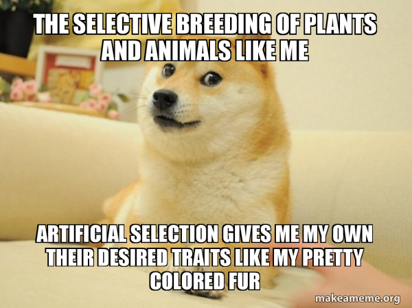 the selective breeding of plants and animals like me Artificial ...