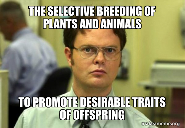 the selective breeding of plants and animals to promote desirable ...