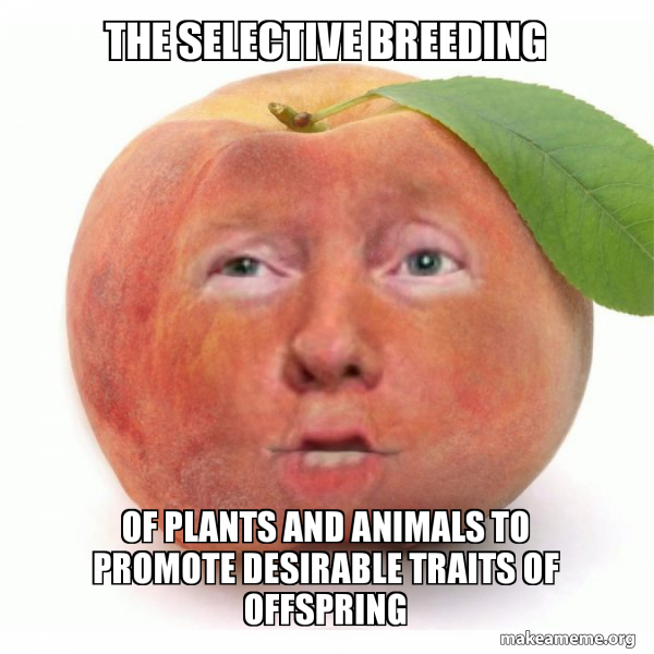 the selective breeding of plants and animals to promote desirable ...