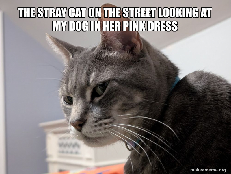 the stray cat on the street looking at my dog in her pink dress Meme ...