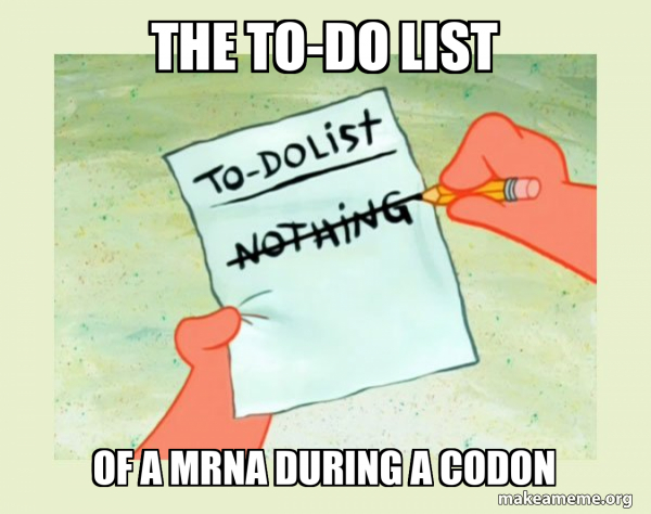 The to-do list of a mRNA during a codon - To Do List - Nothing Meme ...