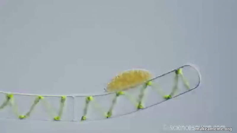 - The Vampire Amoeba. It sucks other miscroorganisms as its food. Meme ...