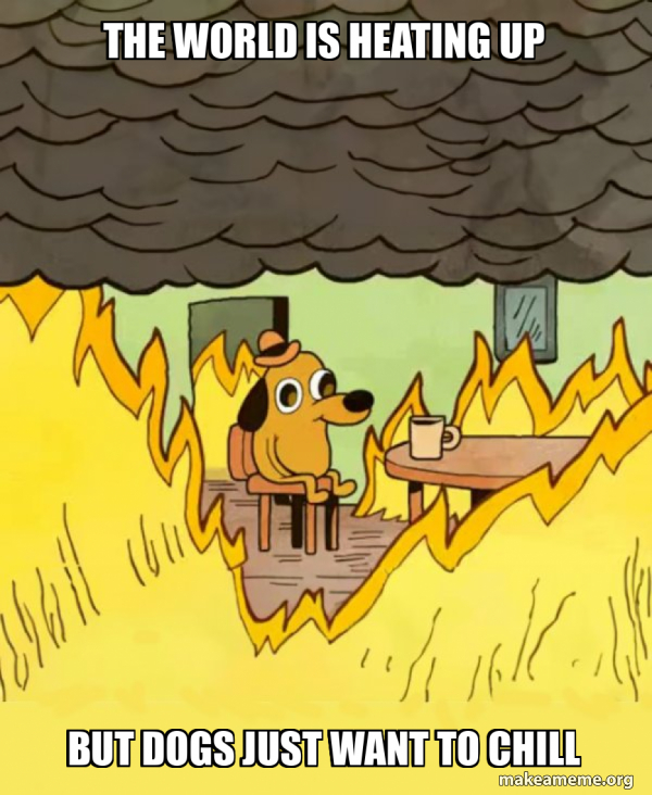 The world is heating up But dogs just want to chill - This Is Fine Meme ...