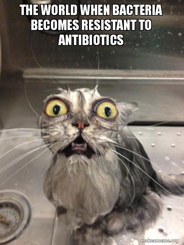The World When Bacteria Becomes Resistant to Antibiotics - Cat bath ...