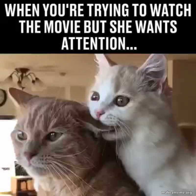 - TheAbbie: Netflix and catnip Meme Generator