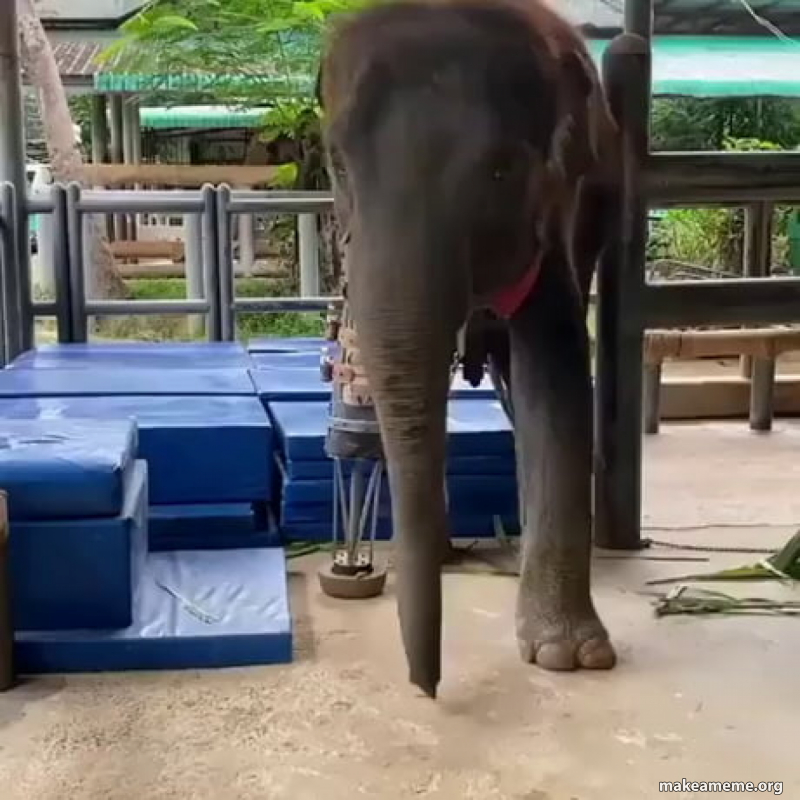 - TheAbbie: This hero made a prosthetic leg for this elephant Meme Generator