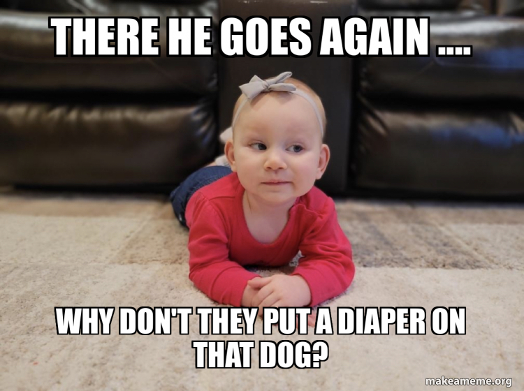 There he goes again .... Why don't they put a diaper on that dog? Meme ...