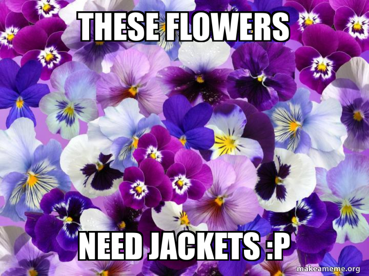 These flowers Need jackets :P - faux leather jacket meme Meme Generator