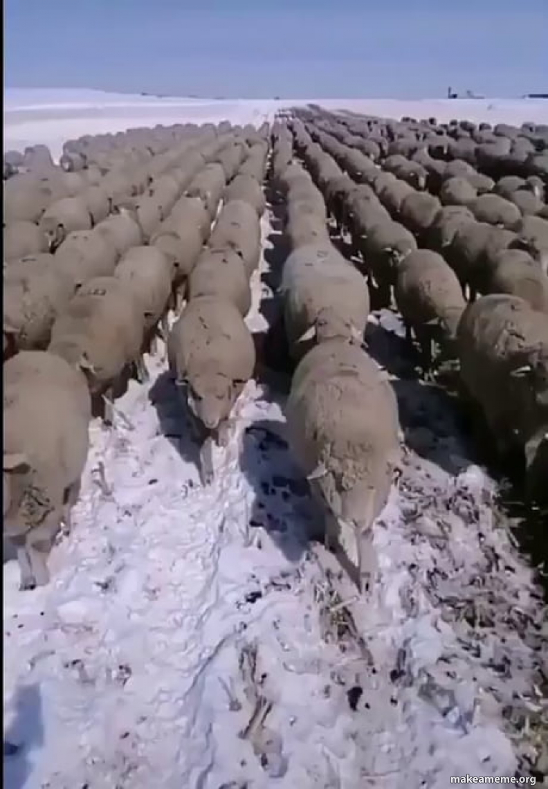 - These sheep marching in unison Meme Generator