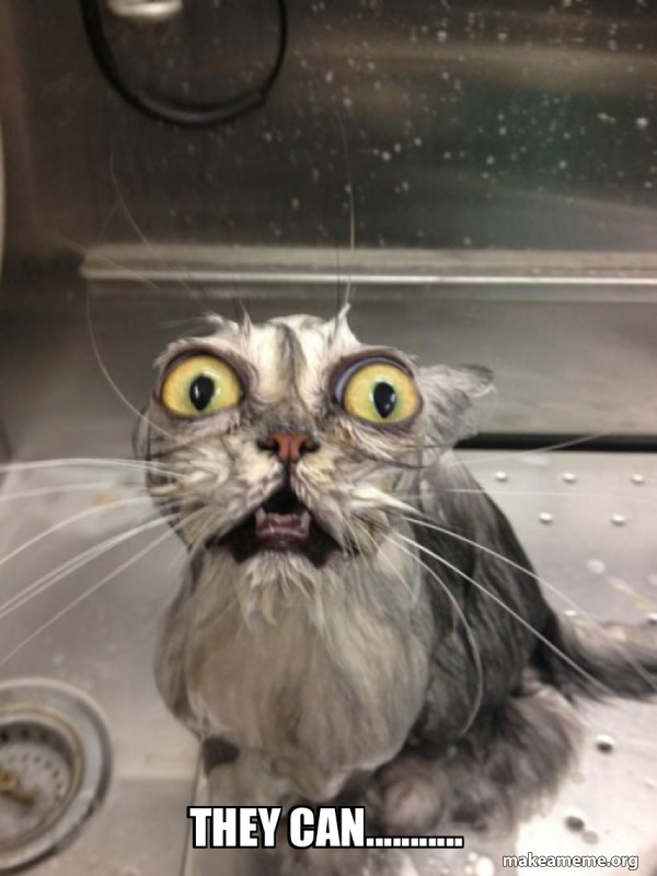 they can........... - Cat bath Meme Generator