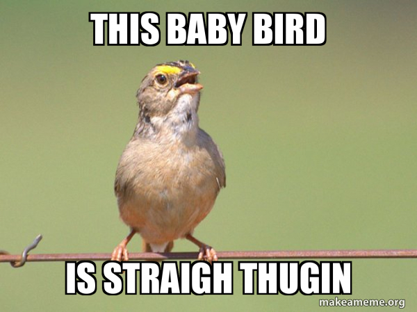 this baby bird is straigh thugin - Common Opinion Sparrow Meme Generator