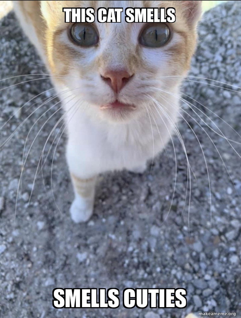 this cat smells smells cuties Meme Generator