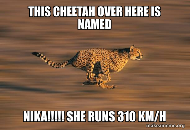 This cheetah over here is named nika!!!!! She runs 310 KM/h Meme Generator