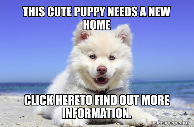 This cute puppy needs a new home Click hereto find out more information ...