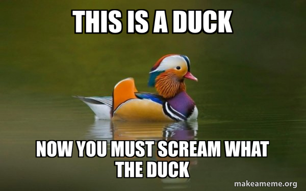 This is a duck Now you must scream What the duck - Fashionable Advice ...