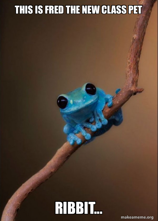 this is Fred the new class pet ribbit... - Small Fact Frog Meme Generator