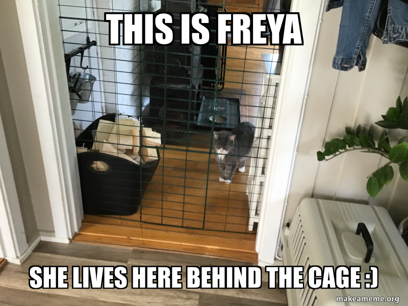 This is freya She lives here behind the cage :) Meme Generator