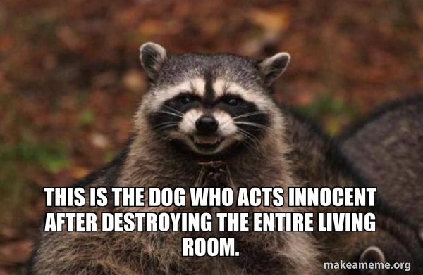 This is the dog who acts innocent after destroying the entire living ...
