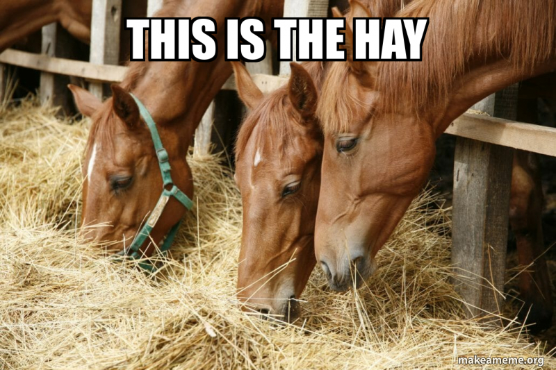 This is the hay Meme Generator
