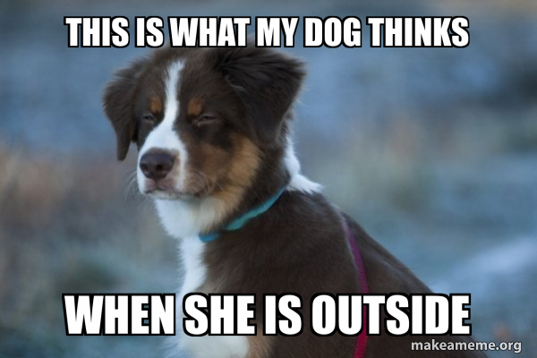 this is what my dog thinks when she is outside - Unsure Dog Meme Generator