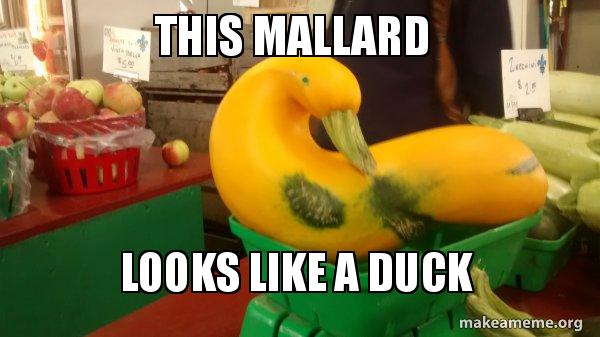 this mallard looks like a duck - Gourd Advice Mallard Meme Generator