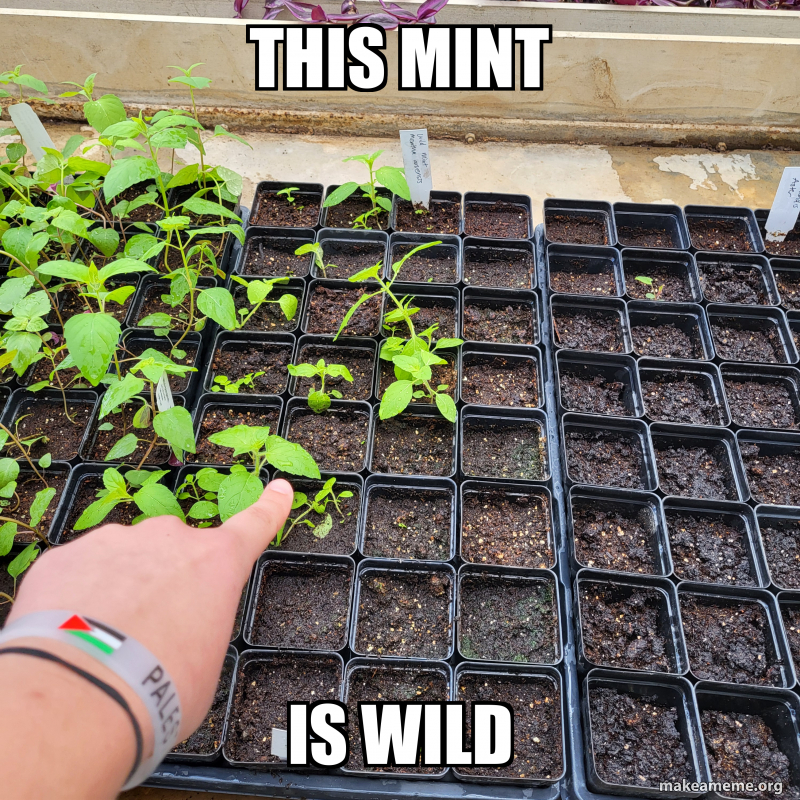 This mint is wild Meme Generator