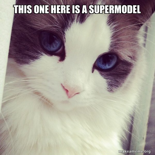 This one here is a supermodel - Ridiculously Photogenic Cat Meme Generator