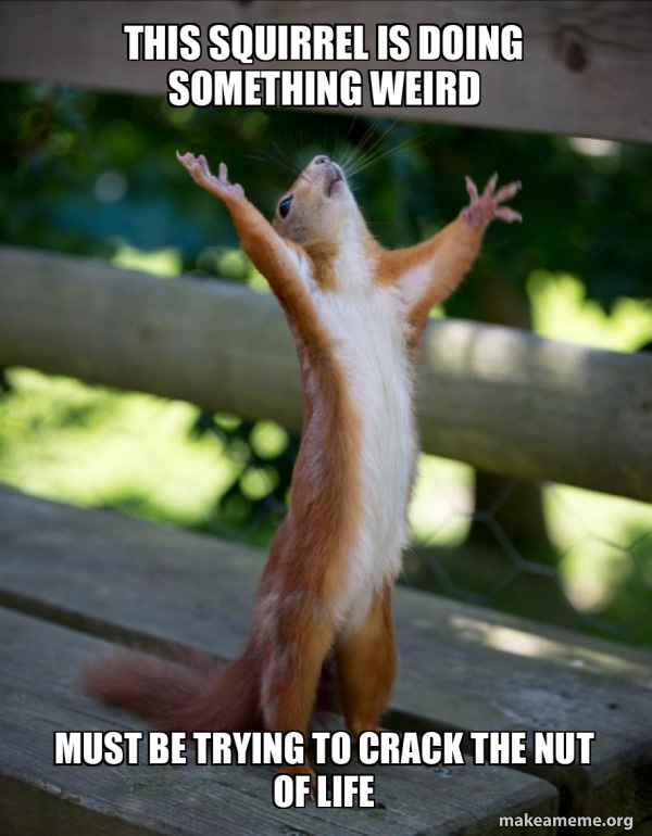 This squirrel is doing something weird Must be trying to crack the nut ...