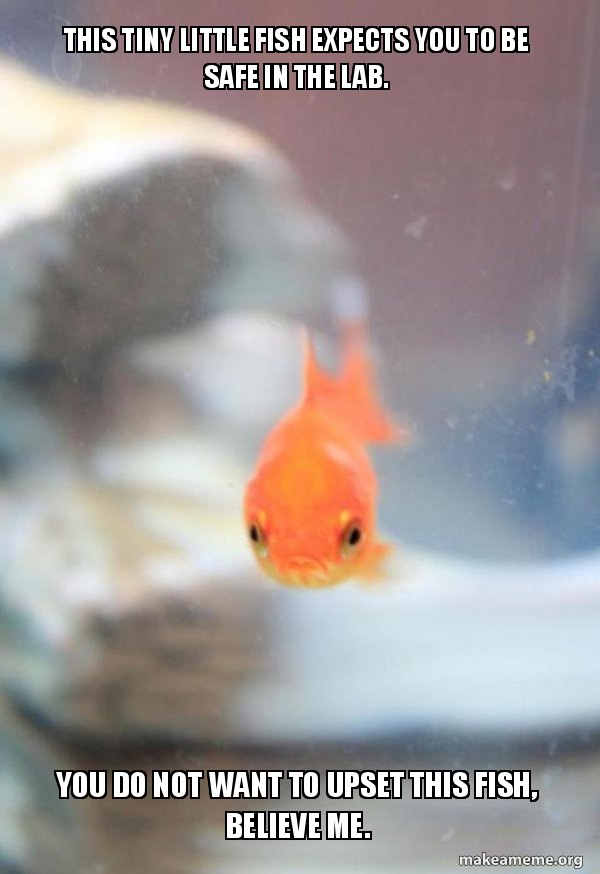 This tiny little fish expects you to be safe in the lab. You do NOT ...