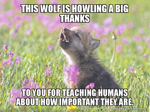 This wolf is howling a big thanks to you for teaching humans about how ...