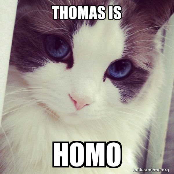 thomas is HOMO - Ridiculously Photogenic Cat Meme Generator