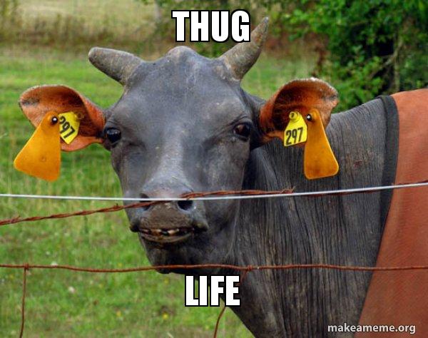 Thug Life Cows By Growmorrow