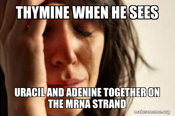 Thymine when he sees Uracil And adenine together on the mRNA strand ...