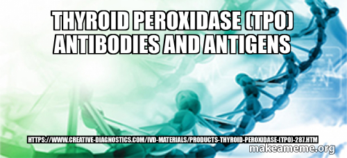 Thyroid peroxidase (TPO) Antibodies and Antigens https://www.creative ...