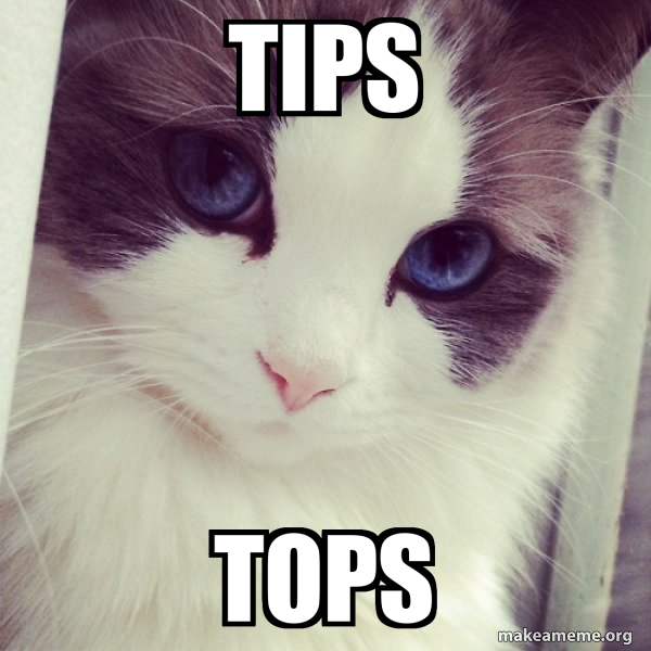 tips tops - Ridiculously Photogenic Cat Meme Generator