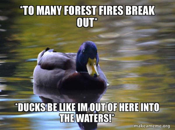 *To many forest fires break out* *Ducks be like im out of here into the ...