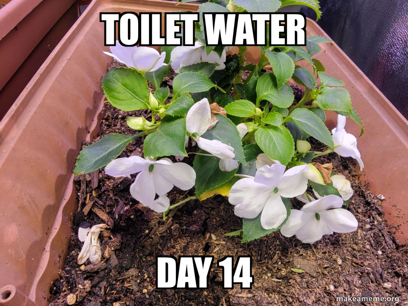 TOILET WATER DAY 14 Meme Generator