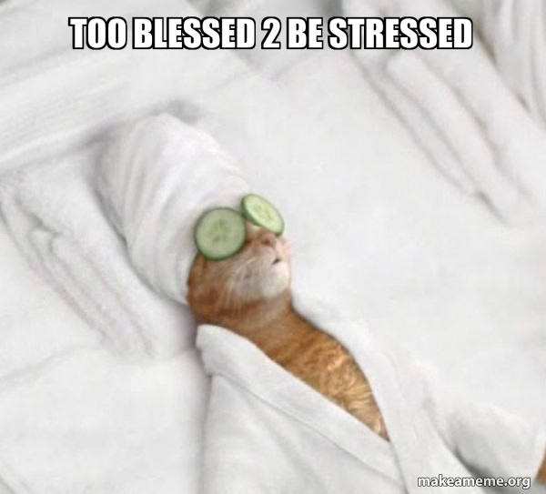 TOO BLESSED 2 BE STRESSED - Pampered Cat Meme Meme Generator