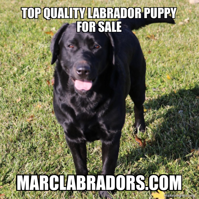 Top Quality Labrador Puppy for Sale marclabradors.com Meme Generator