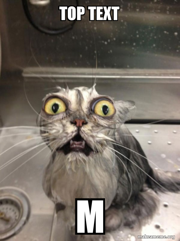 Typo Cat Memes