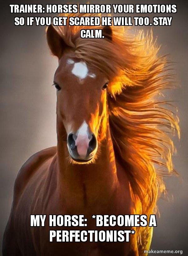 Trainer: horses mirror your emotions so if you get scared he will too ...