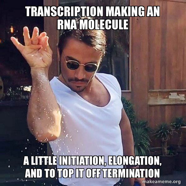 Transcription making an RNA molecule a little initiation, elongation ...