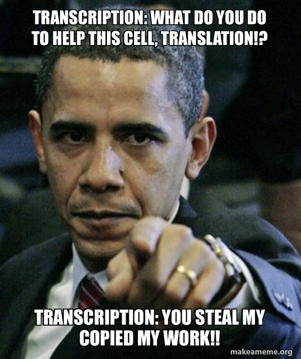 Transcription: What do you do to help this cell, translation ...