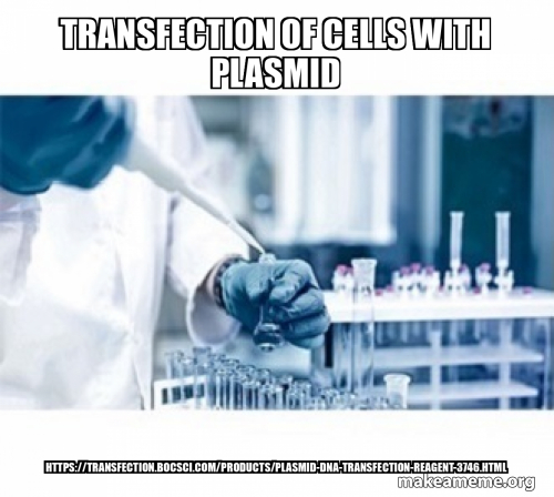 transfection of cells with plasmid https://transfection.bocsci.com ...