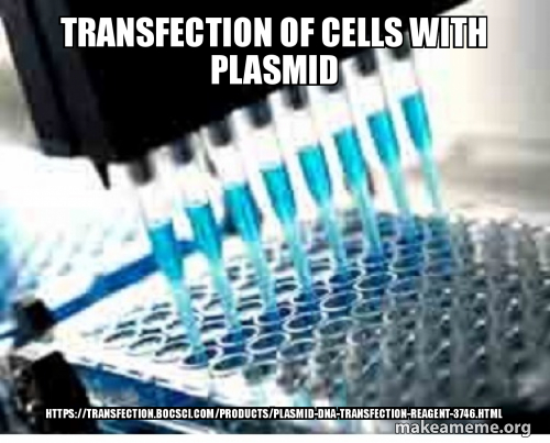 transfection of cells with plasmid https://transfection.bocsci.com ...