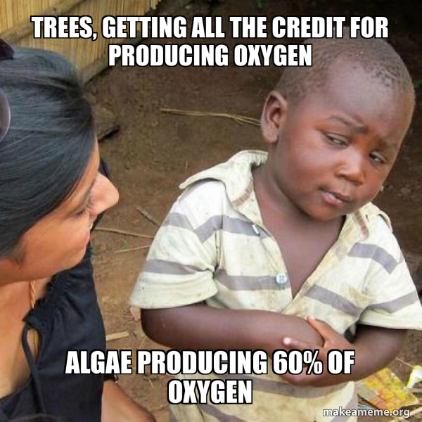 Tree Oxygen Memes Sarcastic Tree Of Life , Funny Tree Makes Oxygen"