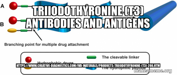 Triiodothyronine (T3) Antibodies and Antigens https://www.creative ...