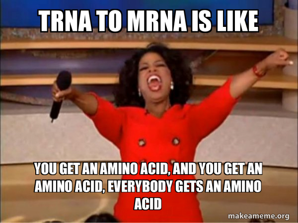 tRNA to mRNA is like You get an amino acid, and You get an amino acid ...