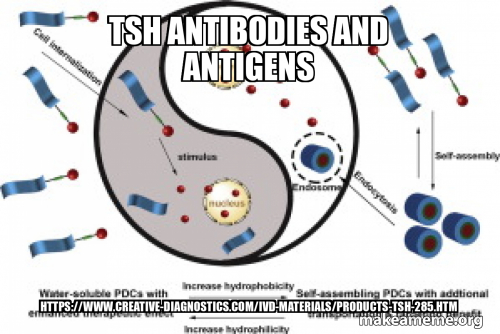 TSH Antibodies and Antigens https://www.creative-diagnostics.com/ivd ...