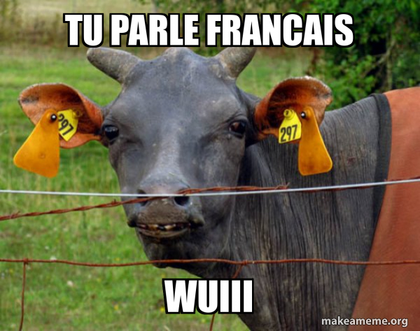 tu parle francais wuiii - Hairless Cow Meme Generator